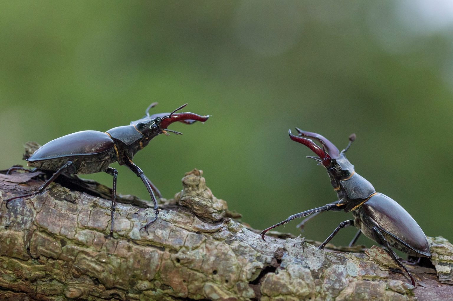 Roots Magazine - Beleef de natuur