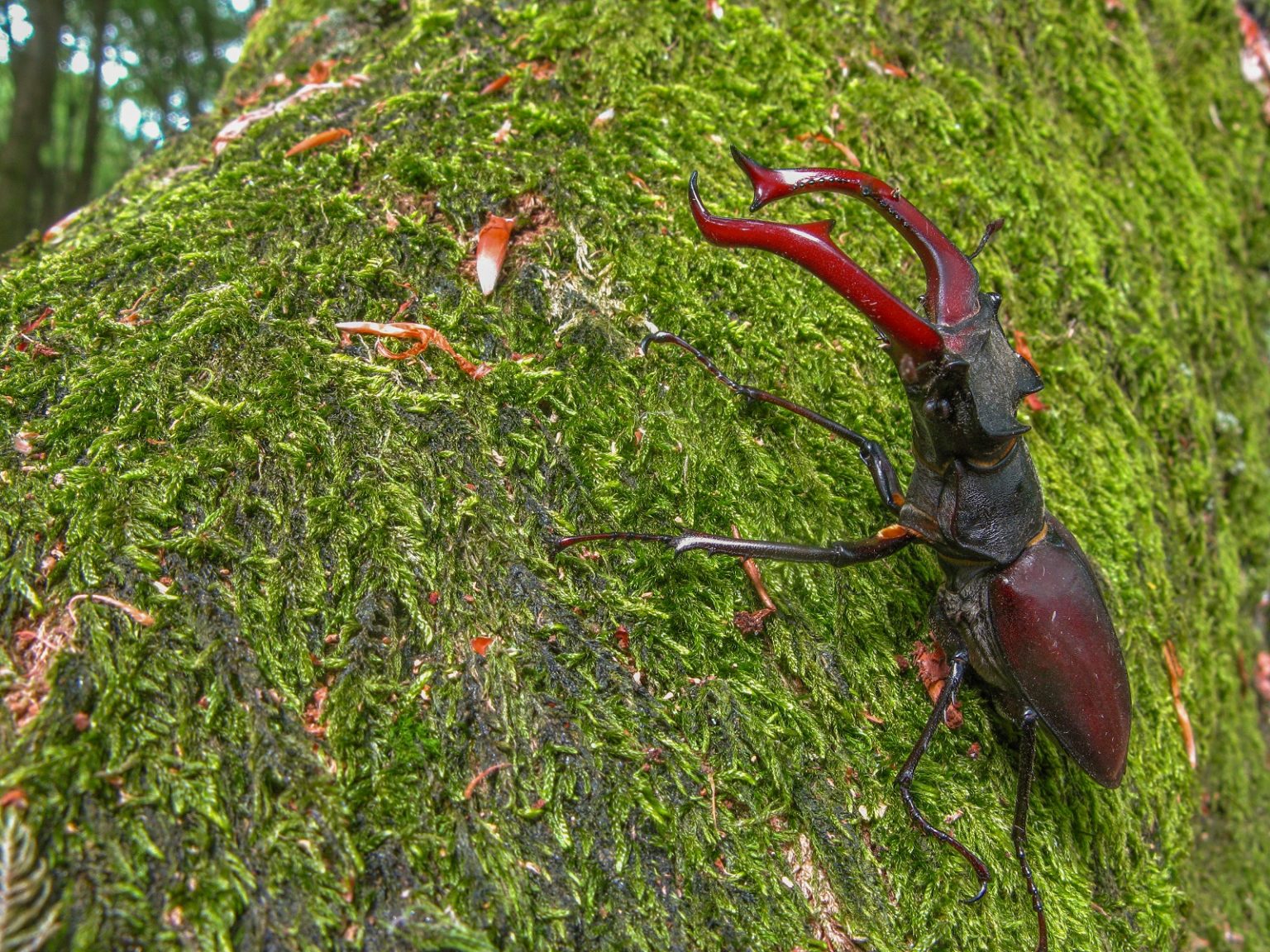 Vliegend hert: soldaten uit een oude wereld