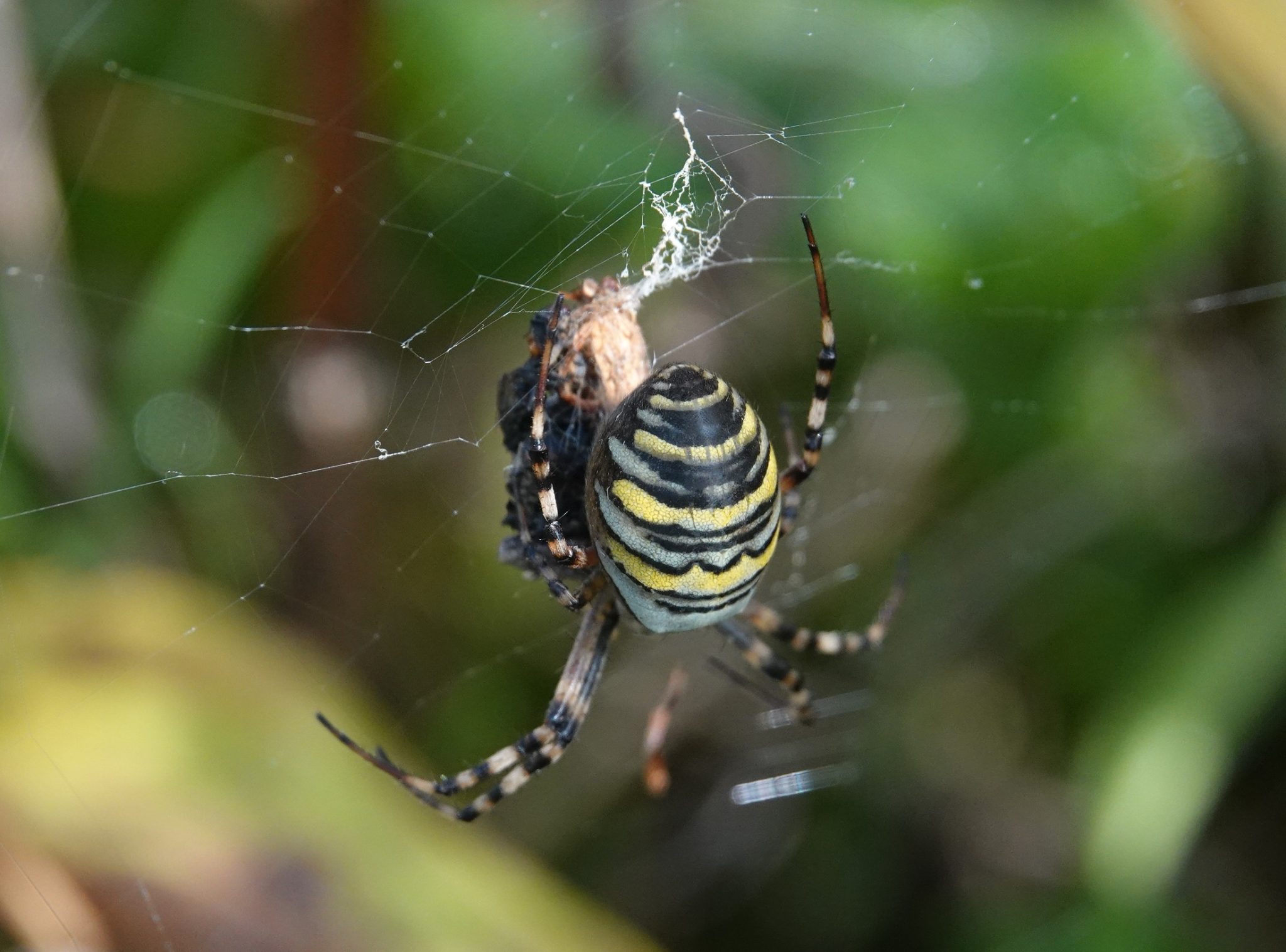 Nu te zien: de exotisch gekleurde en bijzondere wespspin
