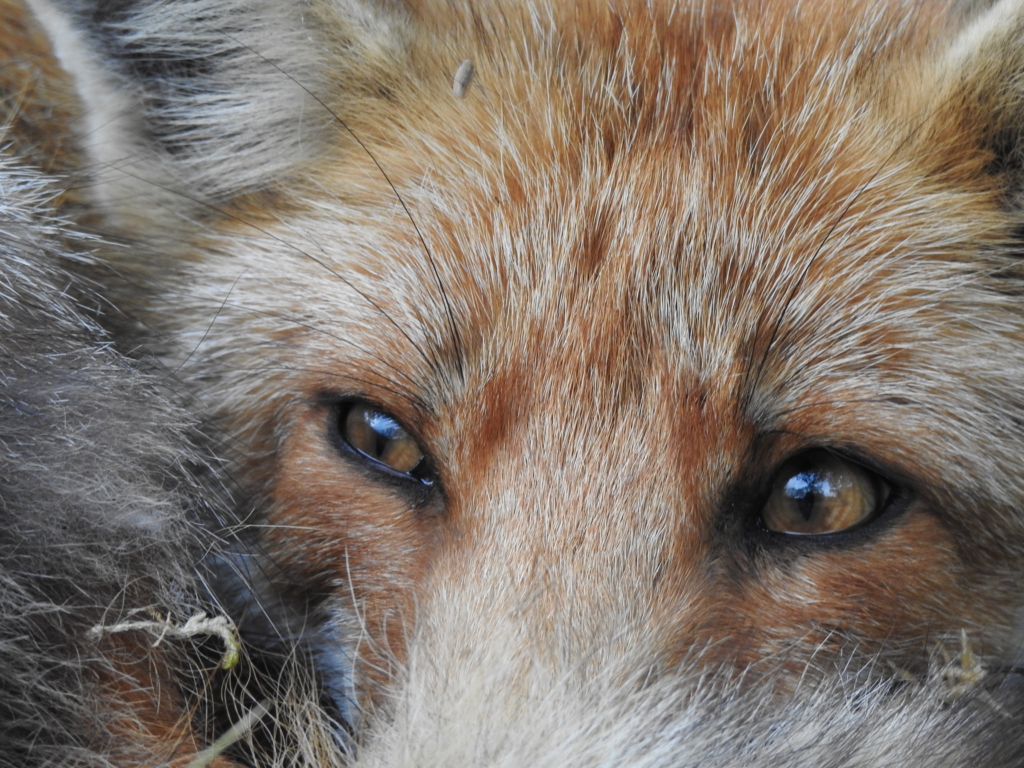 Close-up van een vos - Roots magazine