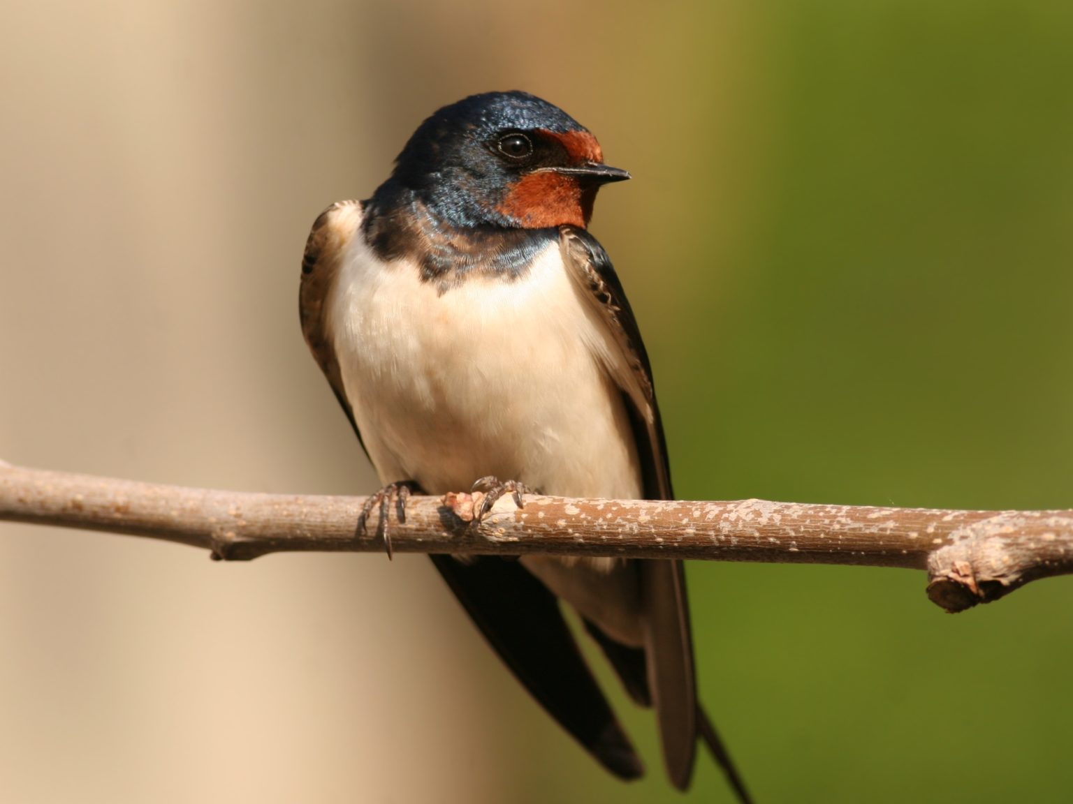 Zwaluwen in Nederland: de soorten zwaluwen op een rijtje