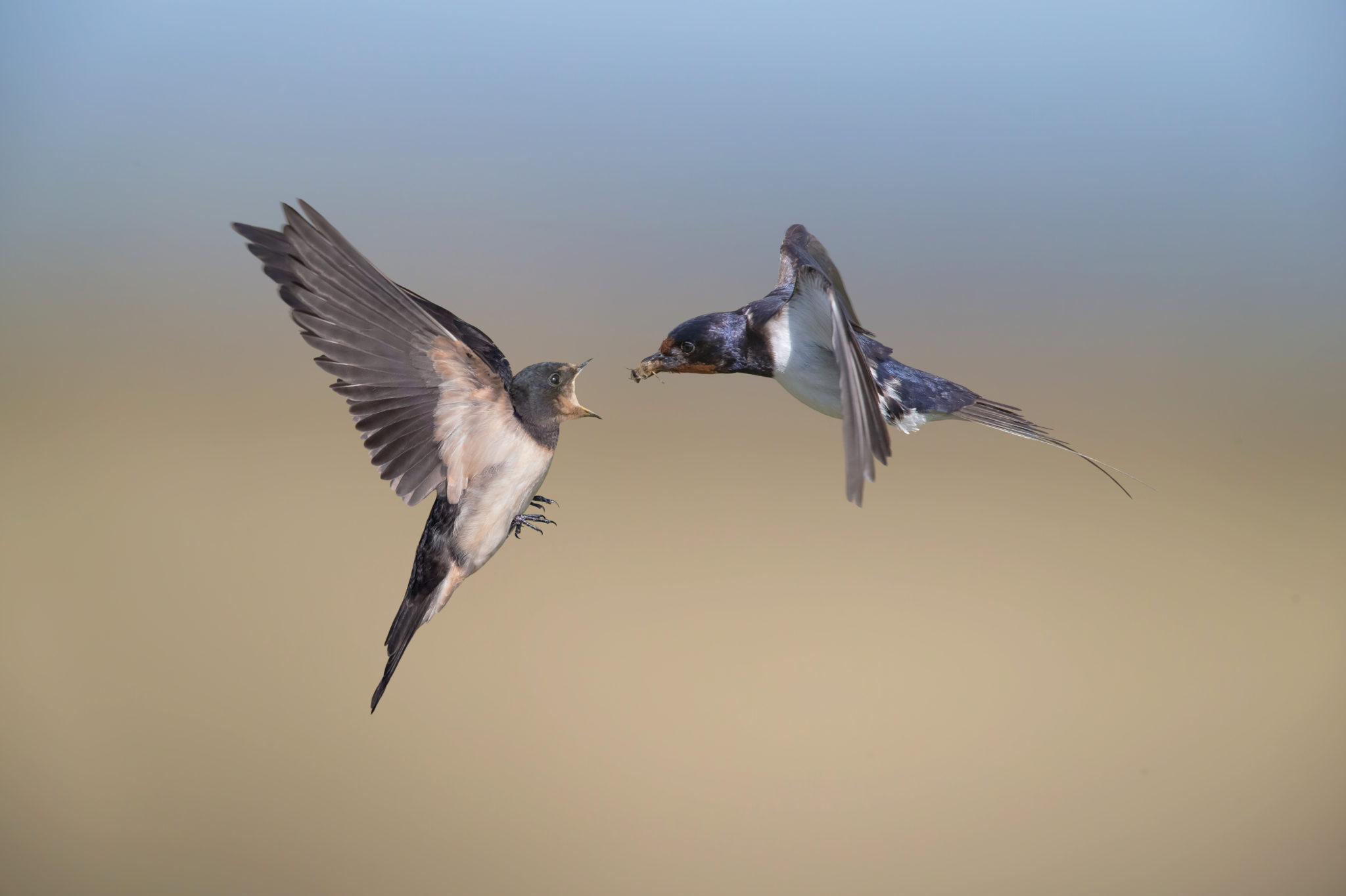 Zwaluwen in Nederland: de soorten zwaluwen op een rijtje