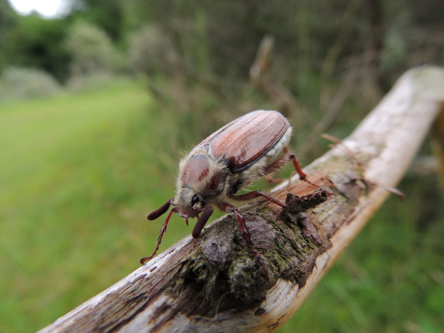 Natuurgeluiden: 5 wilde melodieën die je nu kunt horen