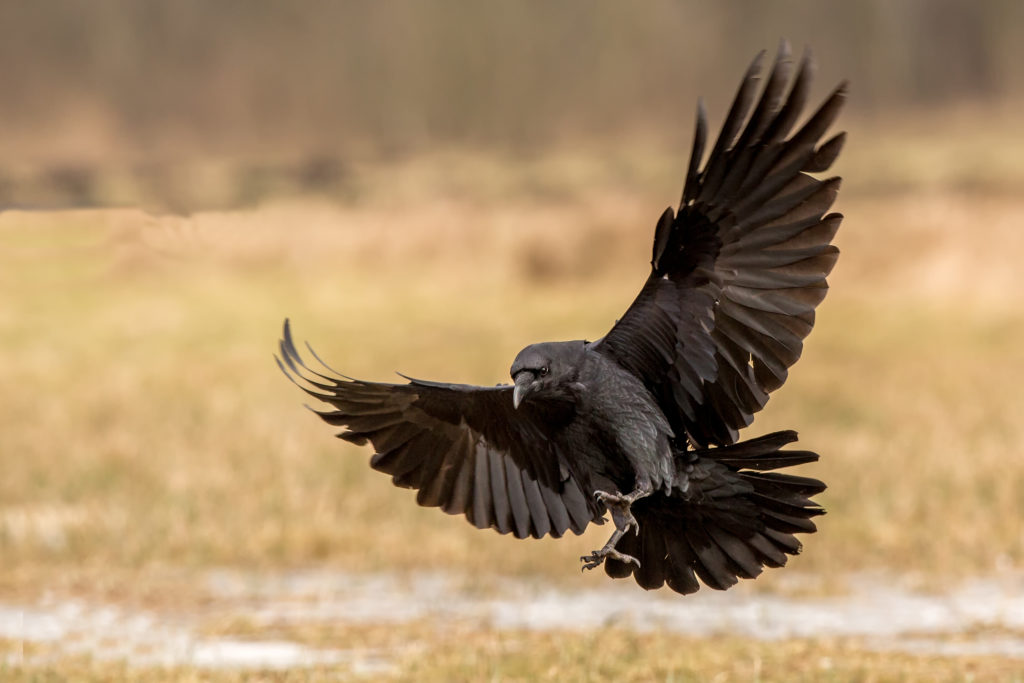 Magazine - Roots magazine