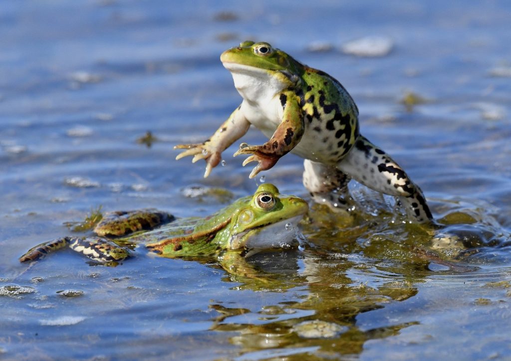 Roots Foto van de Week: kikkers in actie - rootsmagazine.nl
