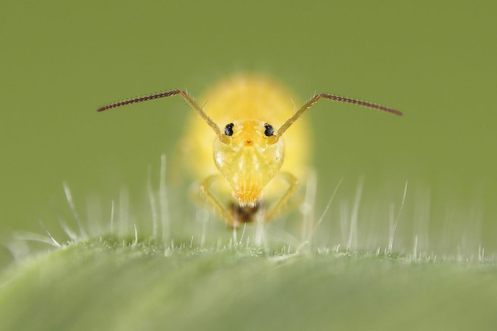 Springstaart - Roots magazine