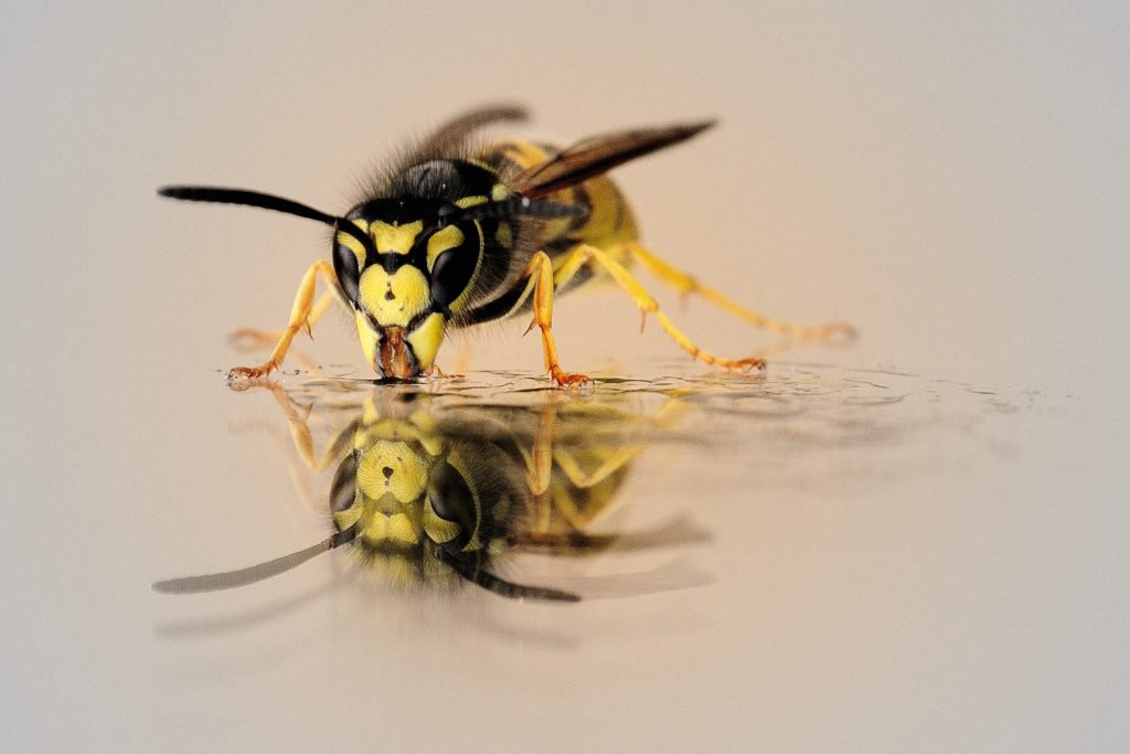 2018 wordt toch een goed jaar voor de wesp - rootsmagazine.nl