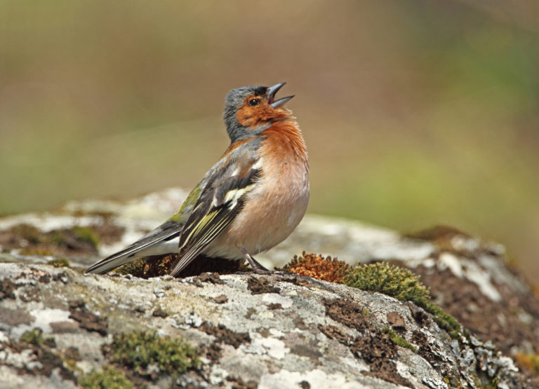 De fraaie vink, zo fotografeer je hem - Roots magazine