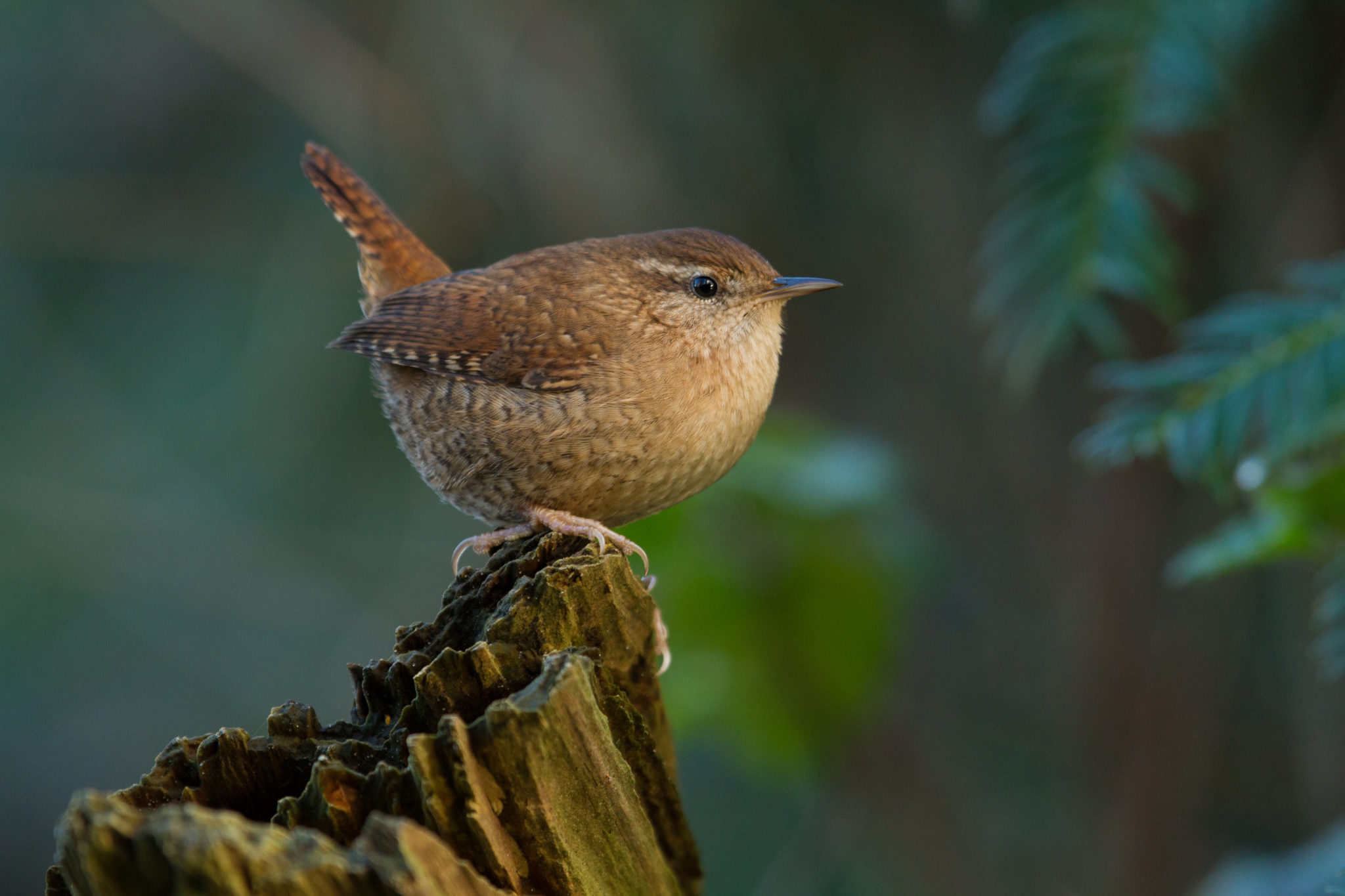 De winterkoning: van geluid tot nestkast