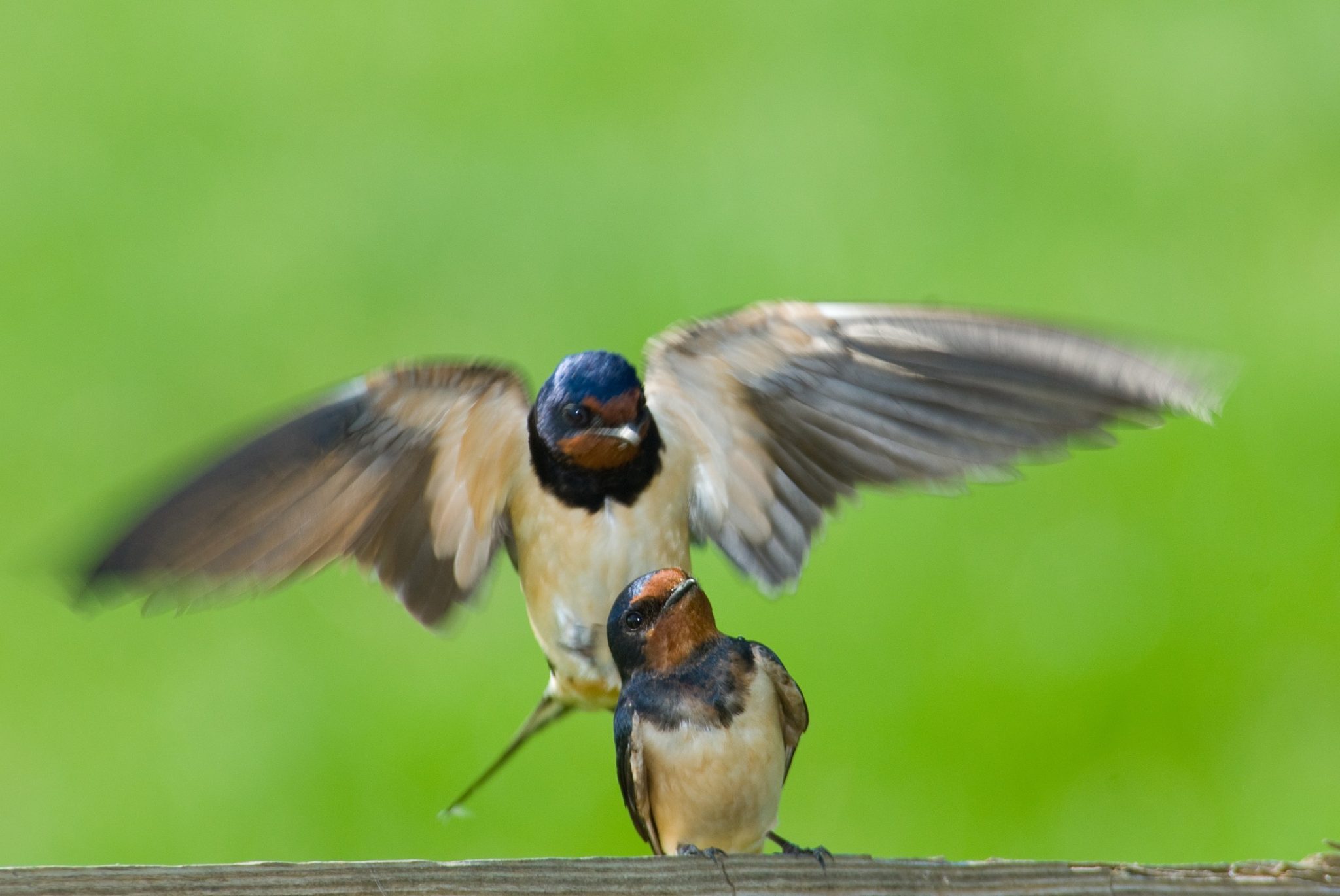 De echte lentebode - de boerenzwaluw - komt er weer aan!