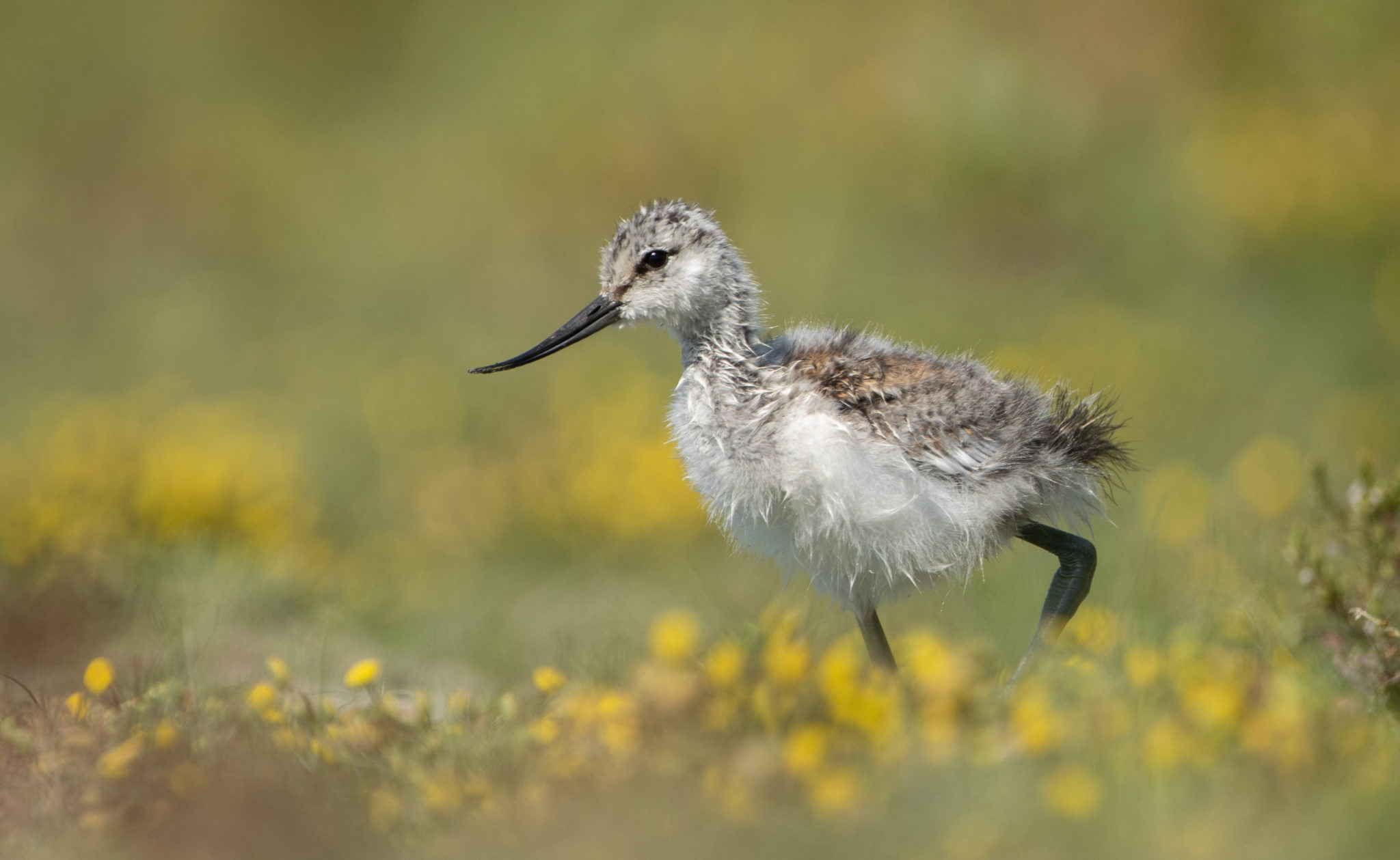 Genieten van jonge dieren - Roots magazine