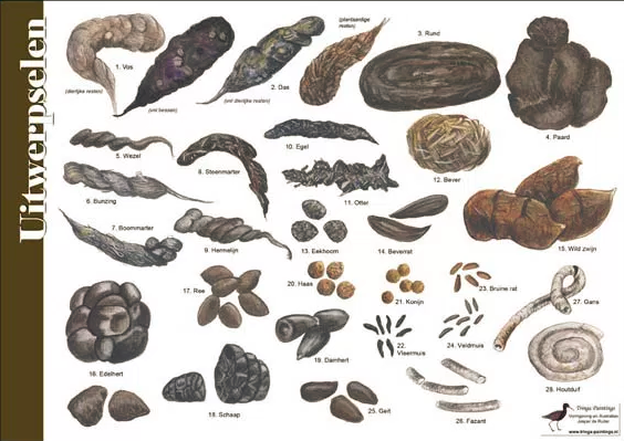 Dieren en hun poep - met handige poep-zoekkaart