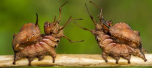 Roots Magazine - Beleef de natuur