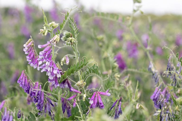 Nieuws - Roots magazine