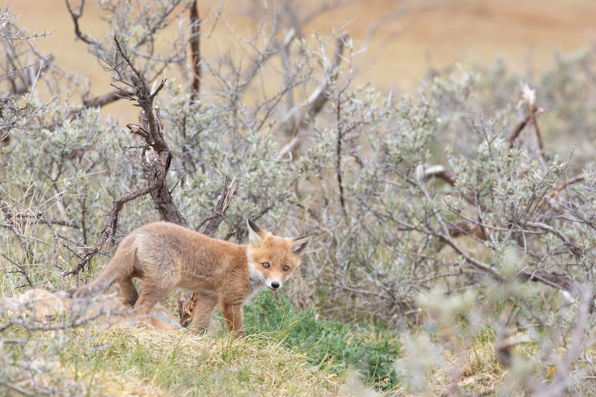 Nu te fotograferen: jonge vosjes! - Roots magazine