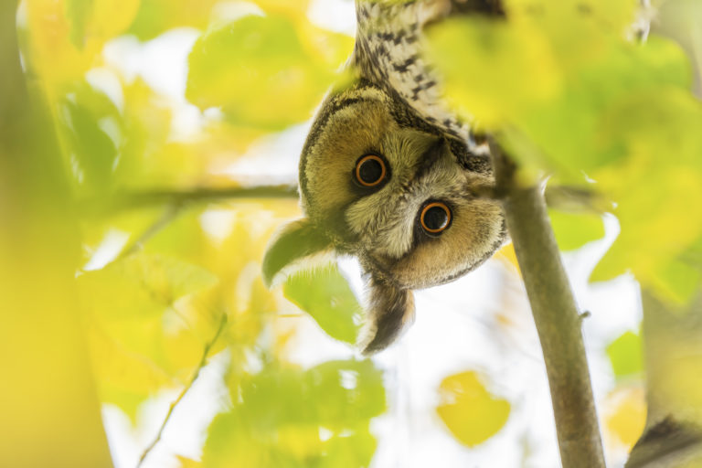 Roots Magazine - Beleef de natuur