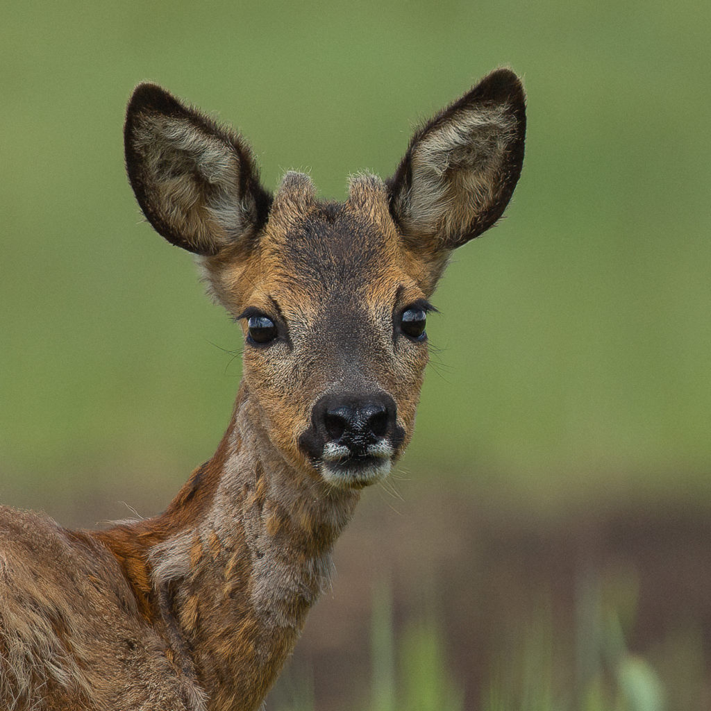 Roots Foto van de Week: Prachtig portret van een ree