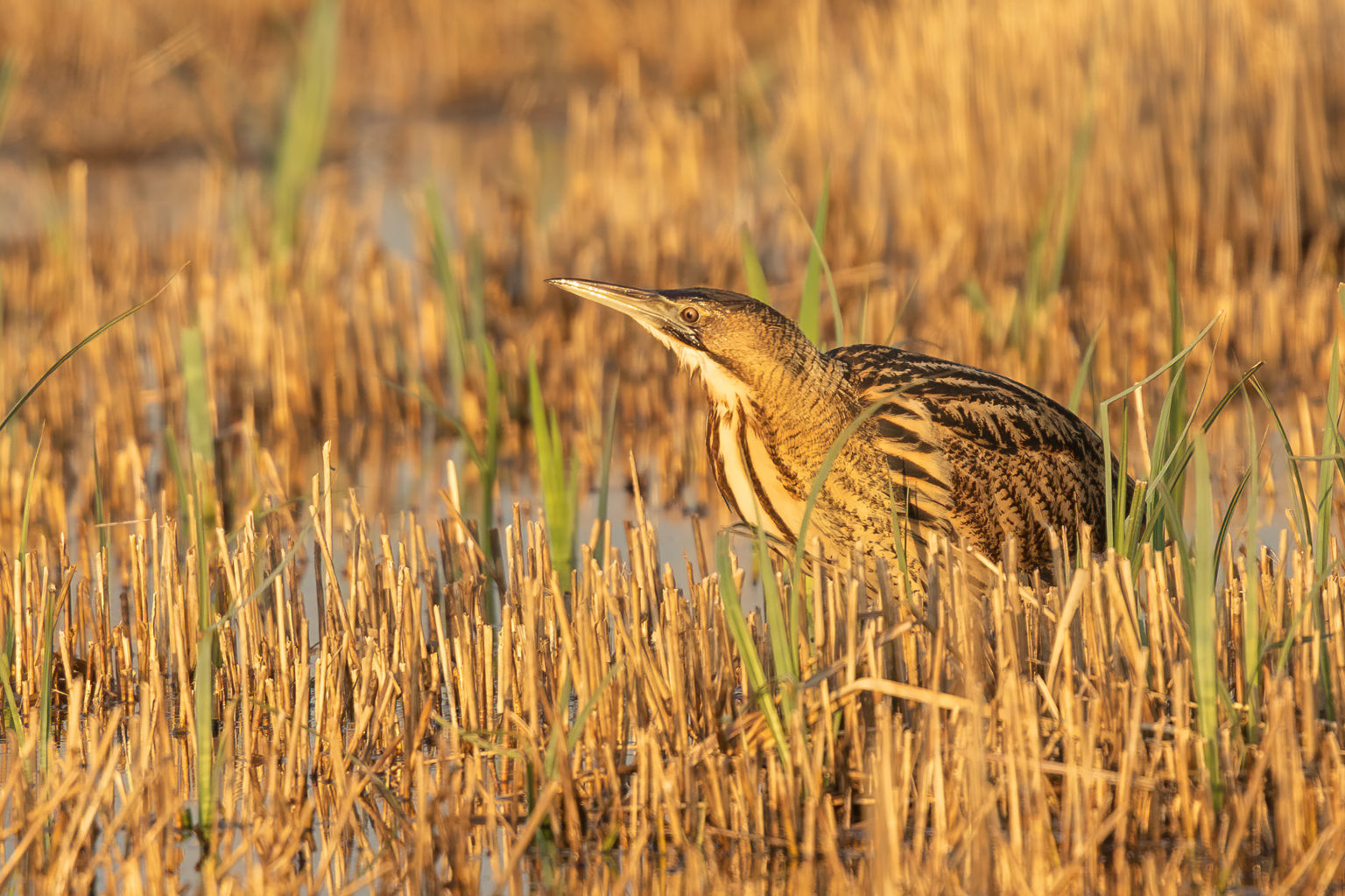 Deze foto's vielen op bij de Roots Foto van de Maand oktober wedstrijd - Roots magazine