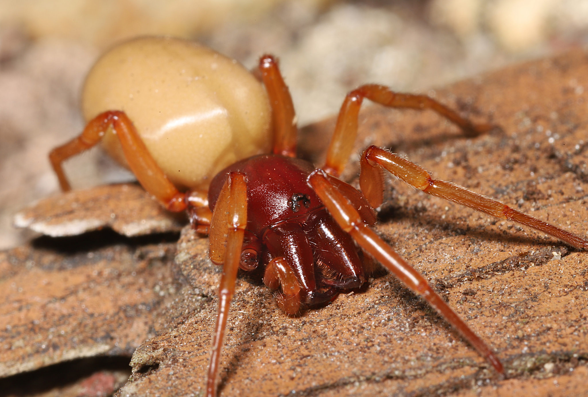 Gifmengers: de geheimen van giftige dieren | Roots magazine