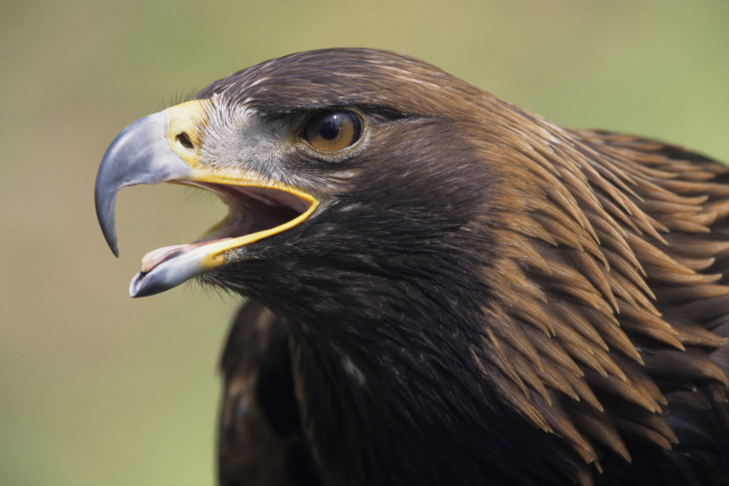 Maken we na de zee- en visarend ook kans op de steenarend?