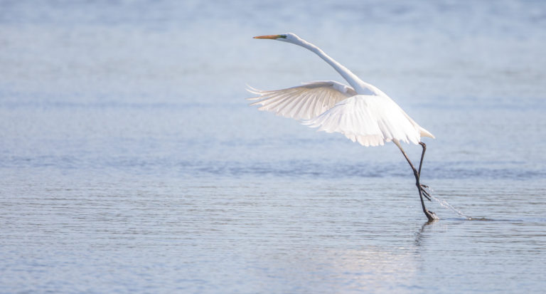Nu te fotograferen: de grote zilverreiger - Roots magazine