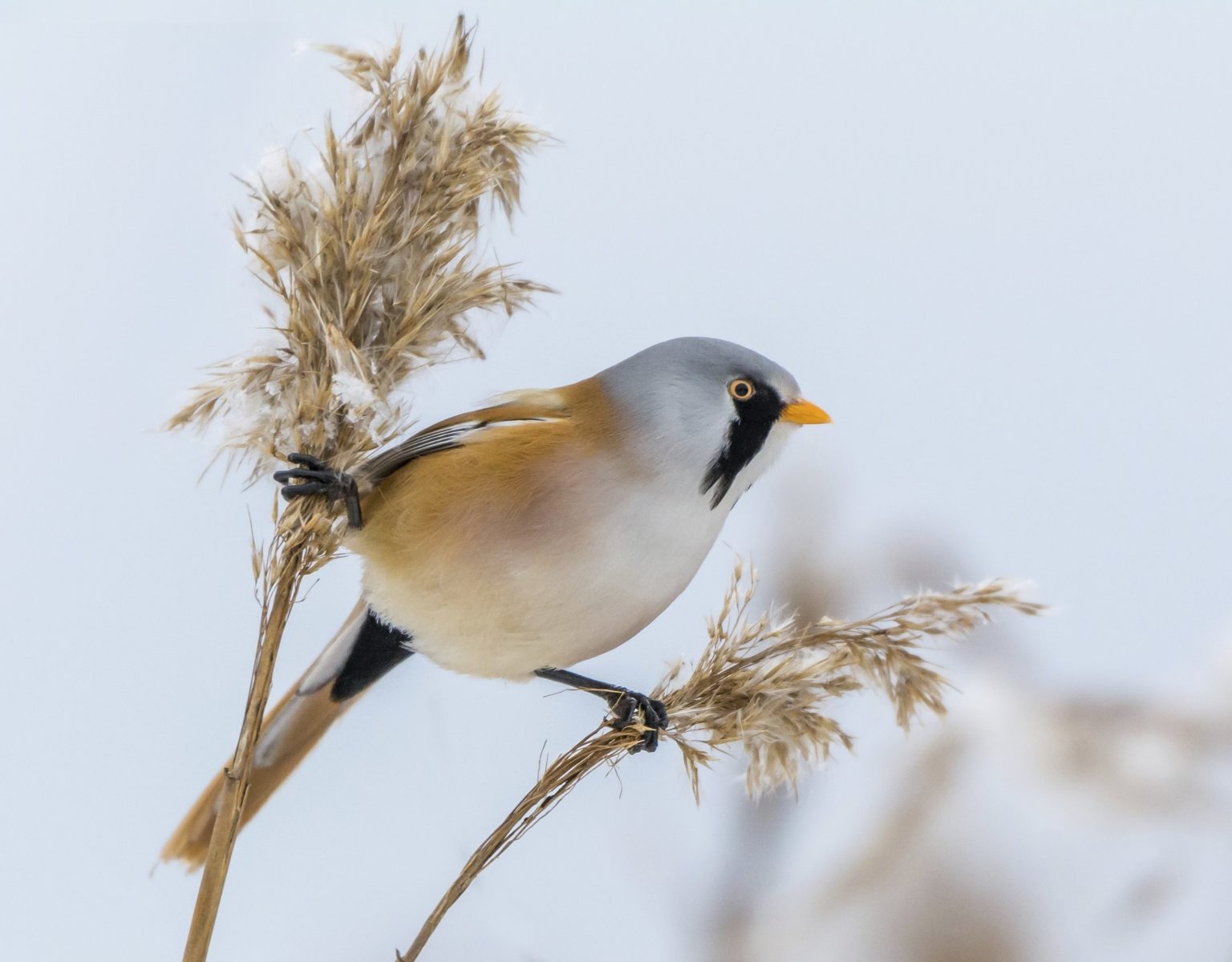 Mini-herkenningsgids: mezen van Nederland - Roots magazine