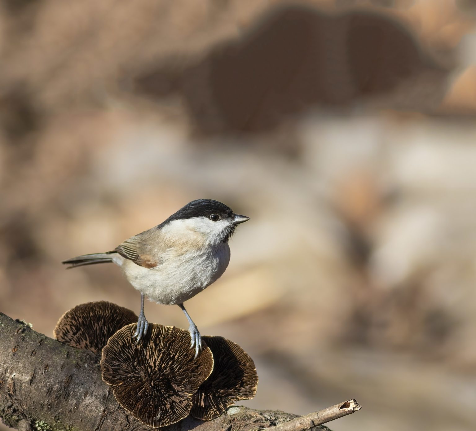 Mini-herkenningsgids: mezen van Nederland - Roots magazine