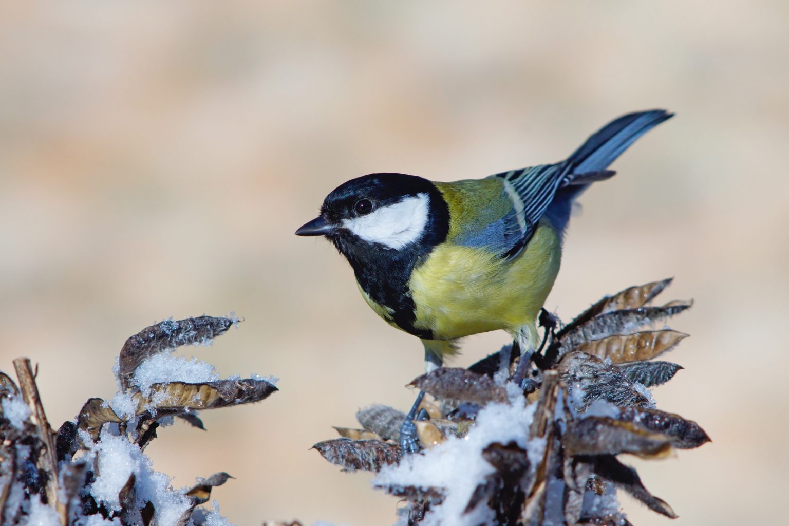 Mini-herkenningsgids: mezen van Nederland - Roots magazine
