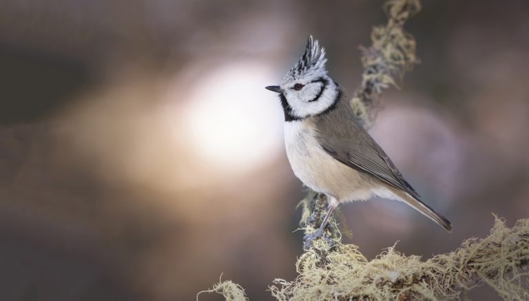 Mini-herkenningsgids: mezen van Nederland - Roots magazine