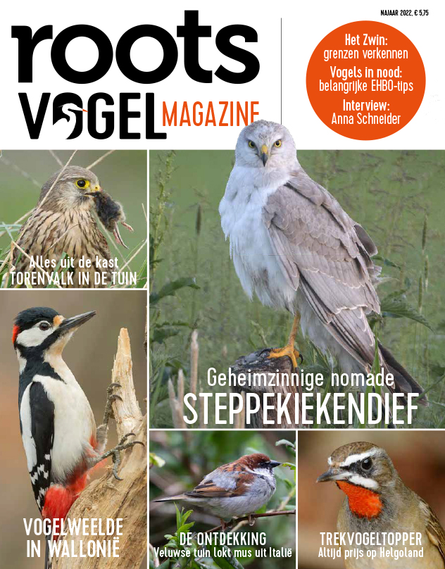 Mini-herkenningsgids: mezen van Nederland - Roots magazine