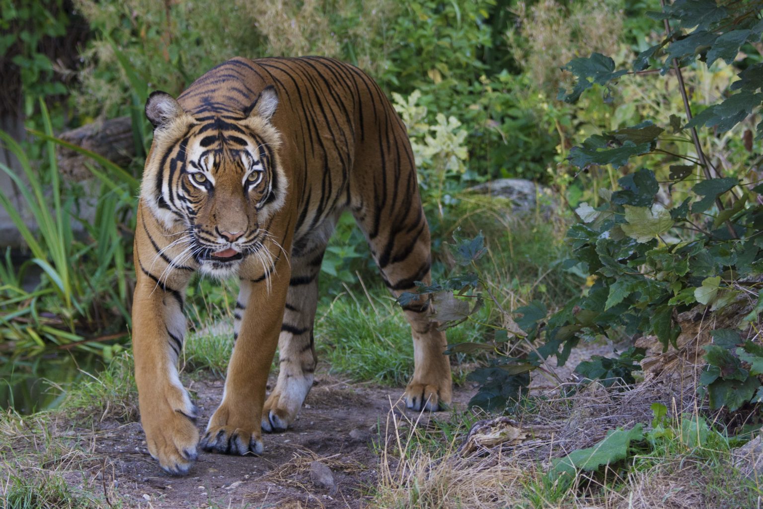 Magazine - Roots magazine