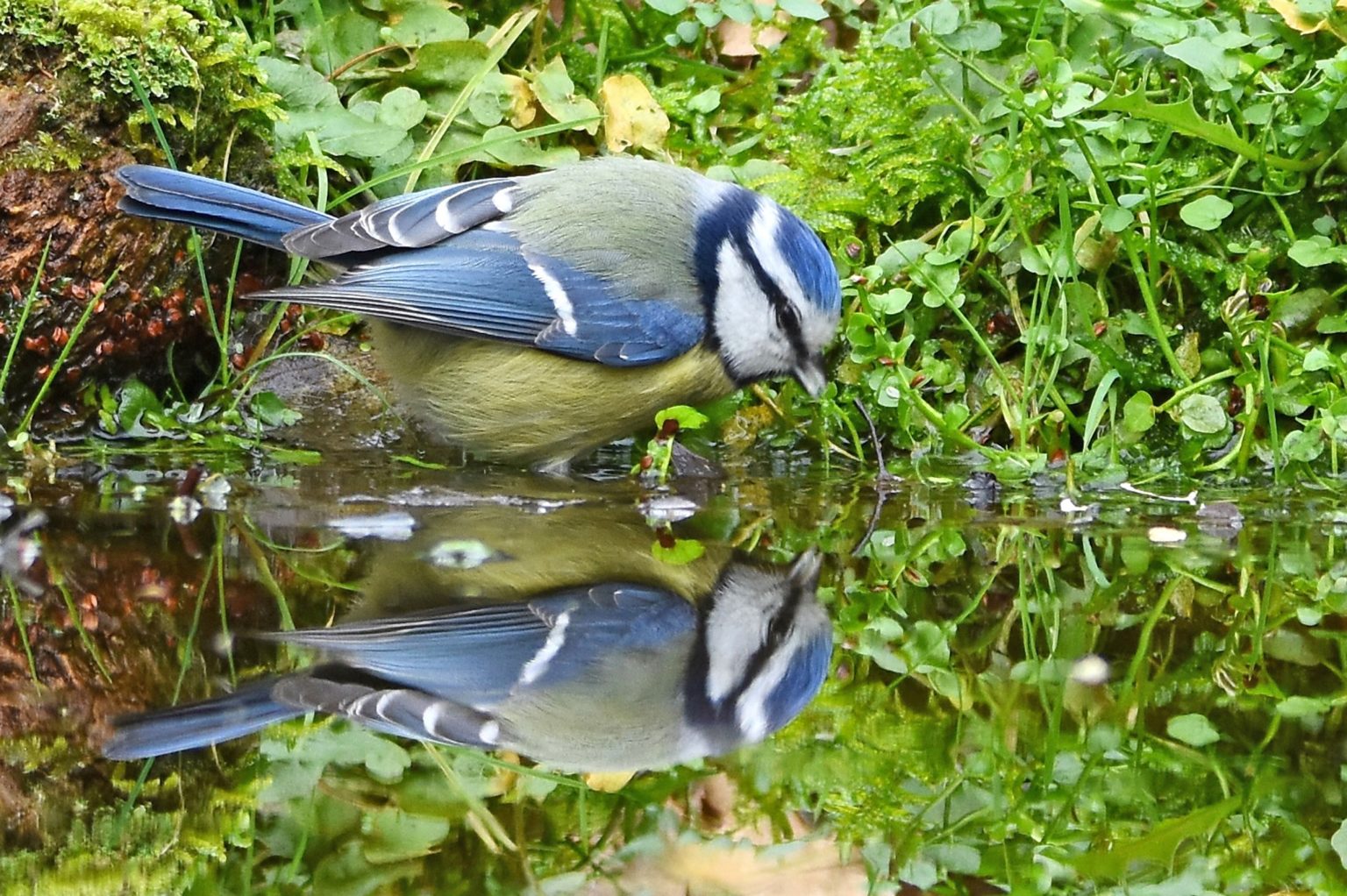 Mini-herkenningsgids: mezen van Nederland - Roots magazine