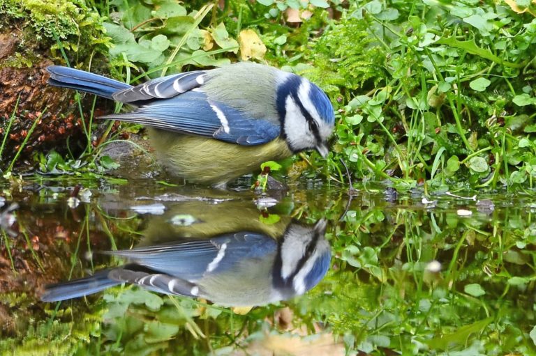 Mini-herkenningsgids: mezen van Nederland - Roots magazine