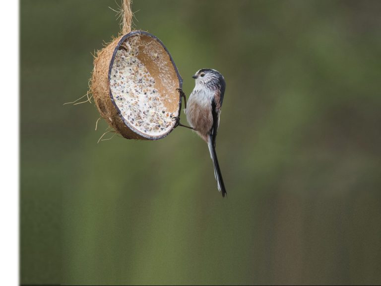 Mini-herkenningsgids: mezen van Nederland - Roots magazine