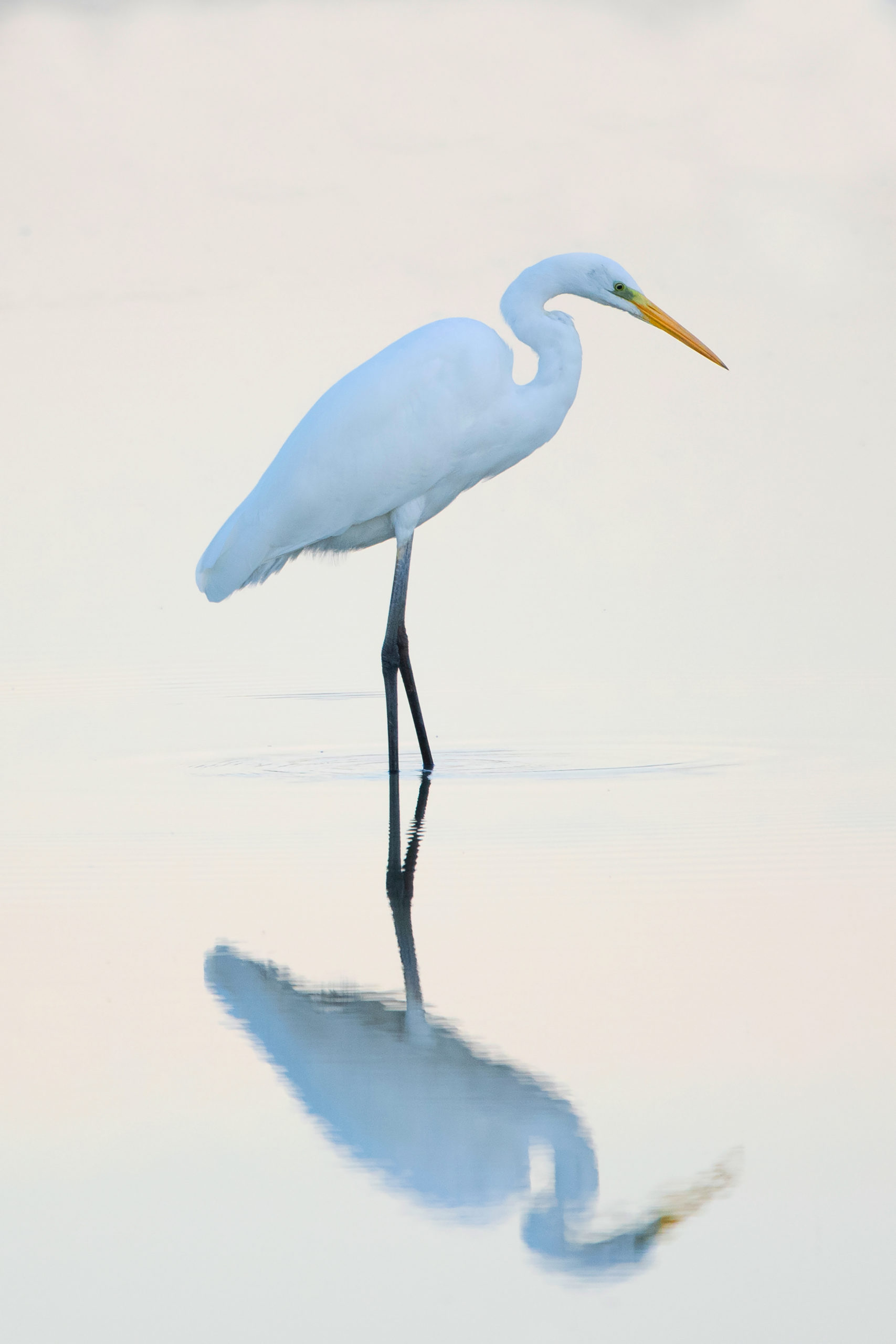 Opkomst van de grote zilverreiger