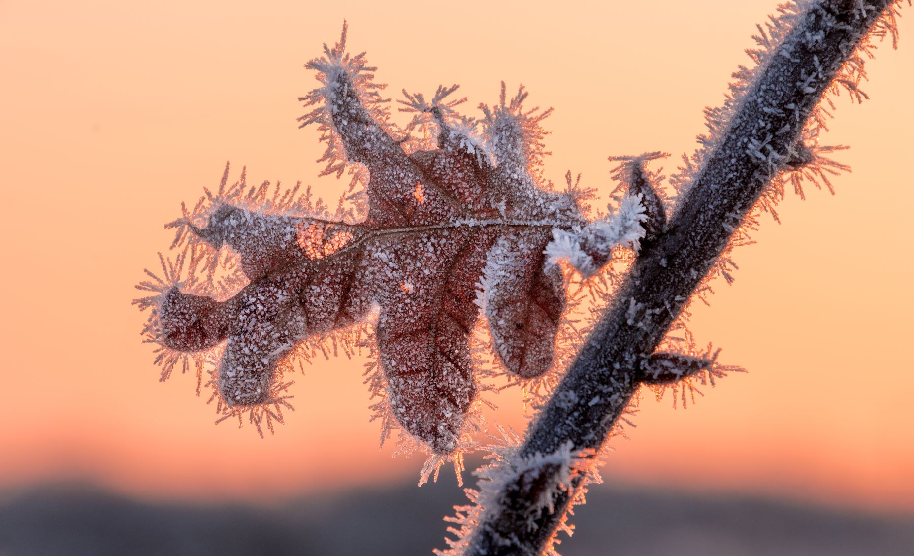 Rijp fotograferen, zo pak je dat aan - Roots magazine
