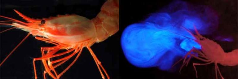 Van zeevonk tot paddenstoelen en haaien: bioluminescentie in de natuur