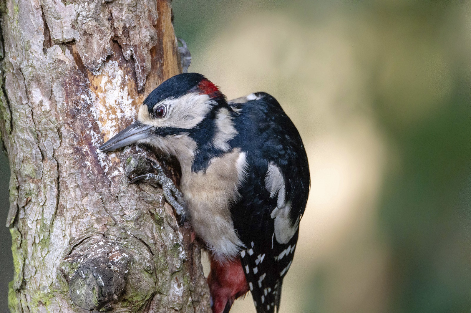 Vogelpindakaas: wie is er niet groot mee geworden? - Roots magazine