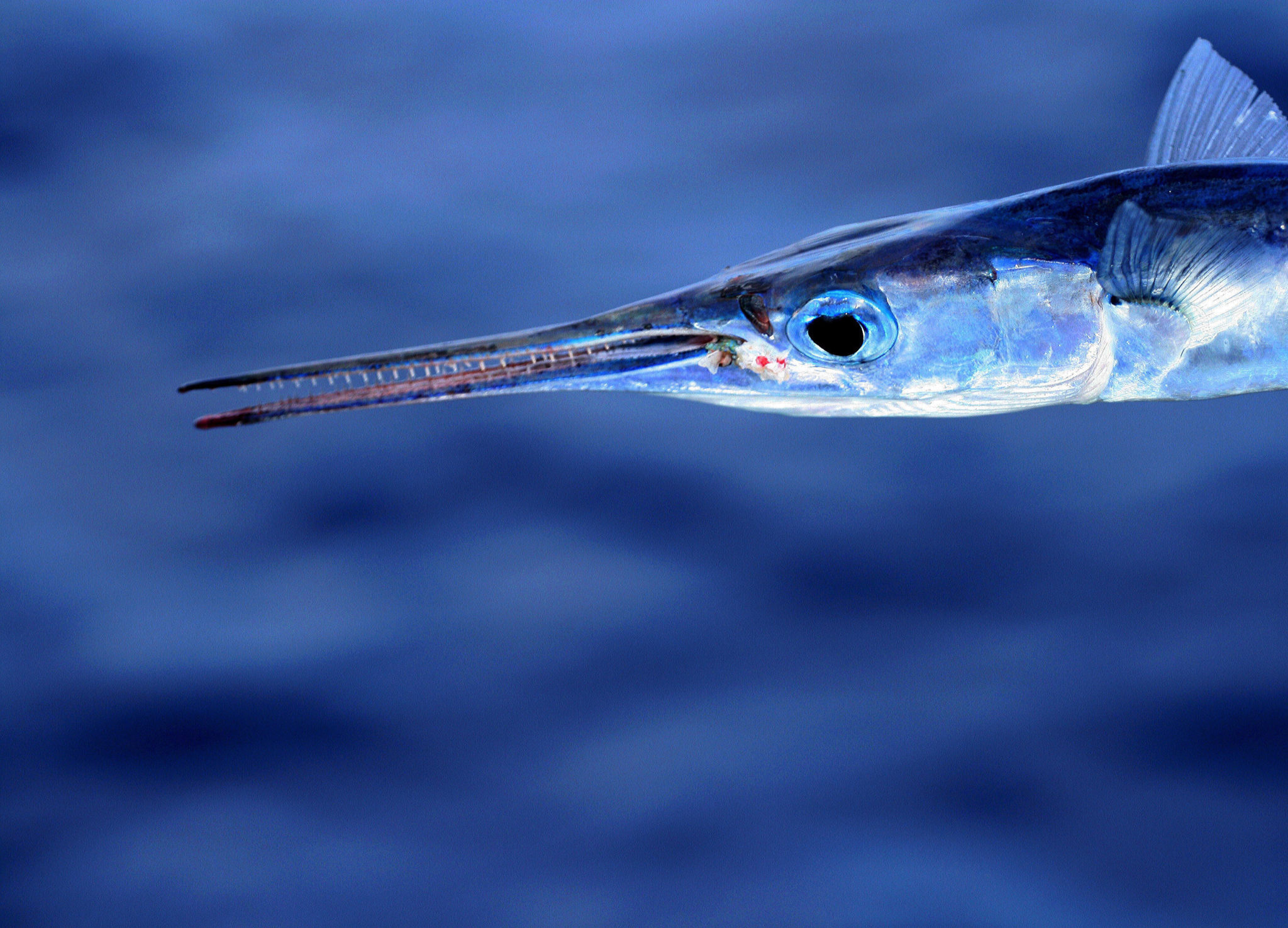 De tien engste vissen ter wereld - zoals de koekjessnijder en sidderaal