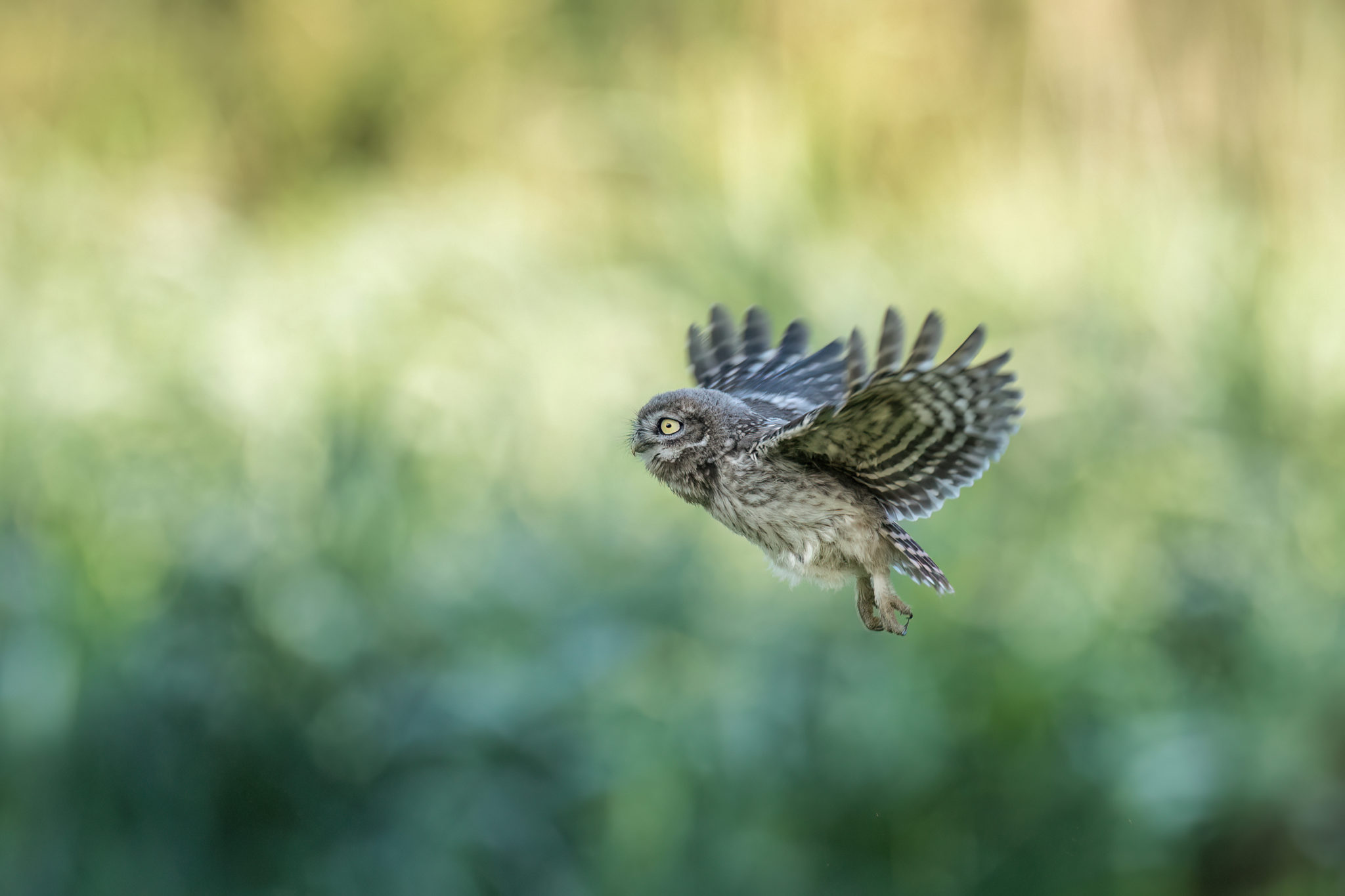 De 10 mooiste foto's van uilen - Roots magazine