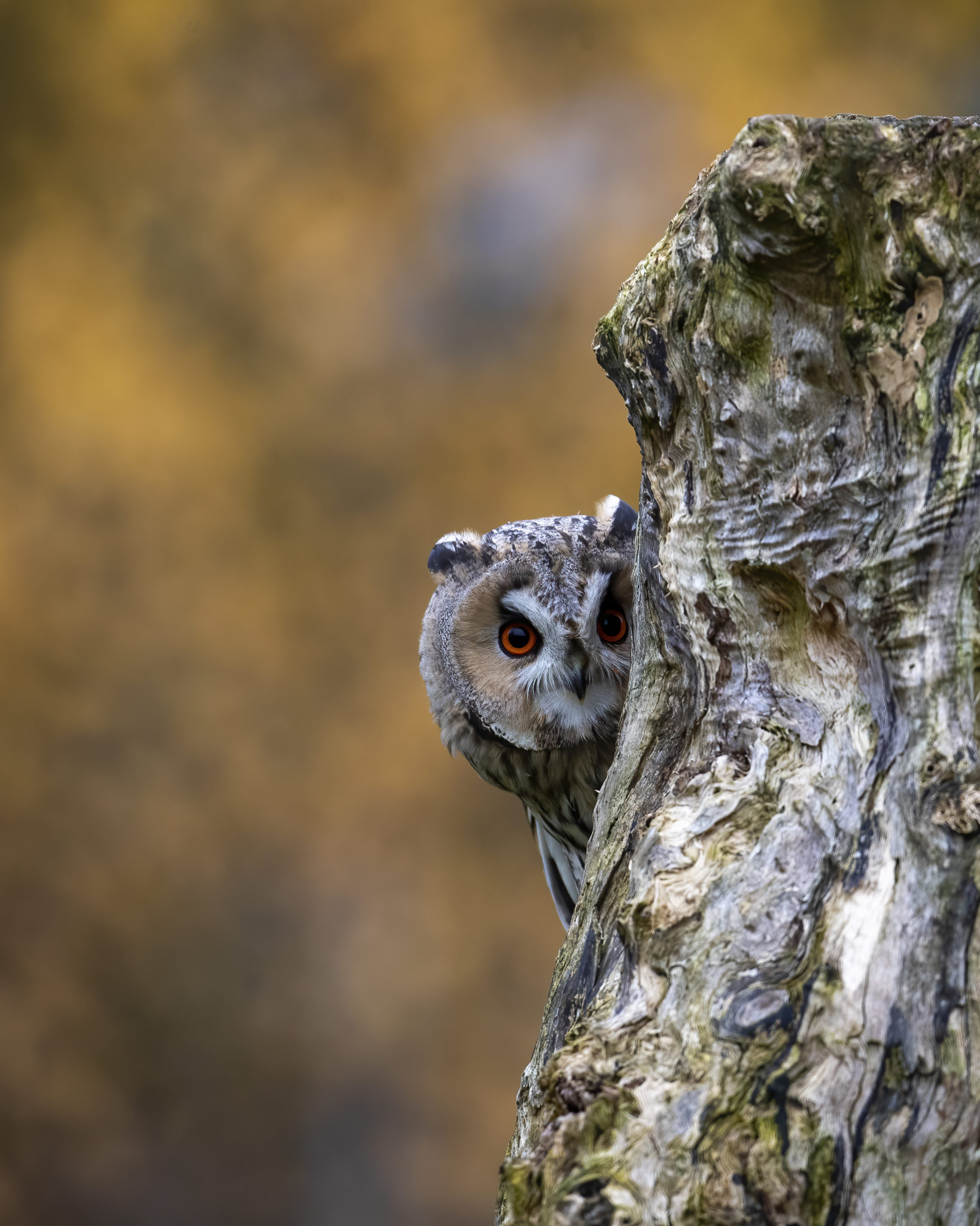 De 10 mooiste foto's van uilen - Roots magazine