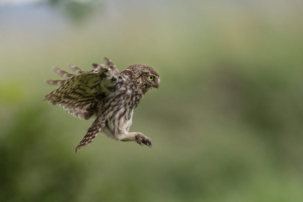 De 10 mooiste foto's van uilen - Roots magazine