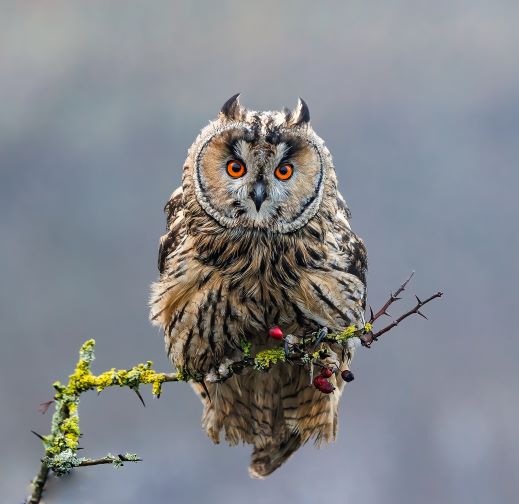 De 10 mooiste foto's van uilen - Roots magazine