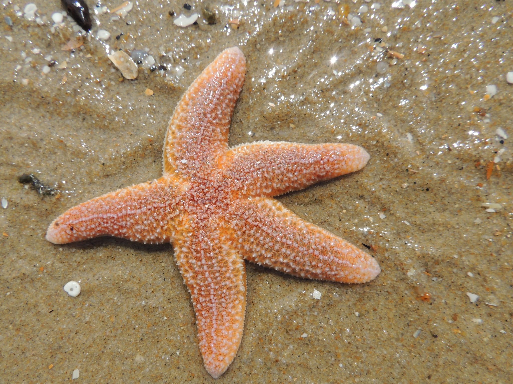 De zeester is een bijzonder dier. Roots geeft je 5 leuke weetjes