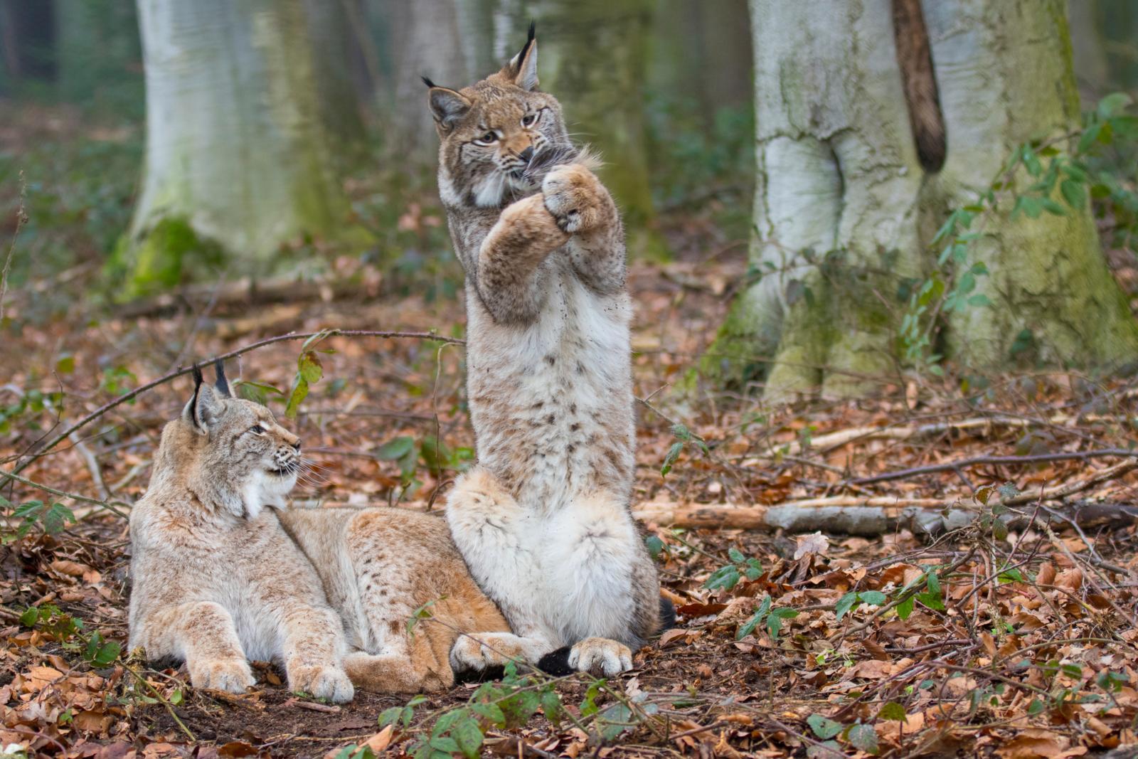 Kat met karakter: de lynx keert terug naar de lage landen | Roots magazine