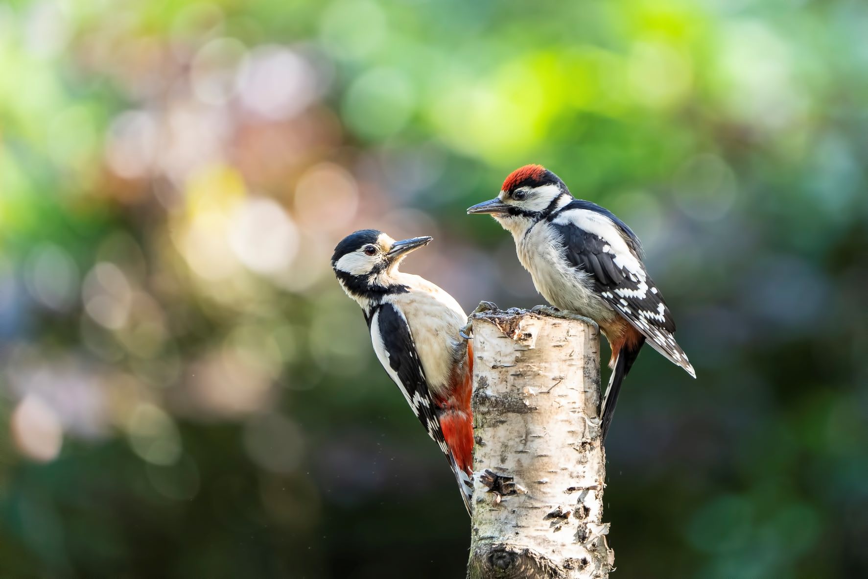 De 10 mooiste foto's van spechten + fototips - Roots magazine