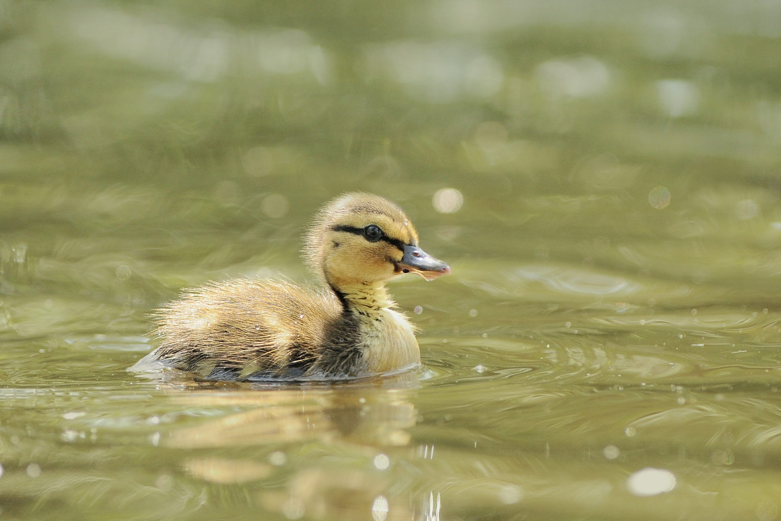 Genieten van jonge dieren - Roots magazine