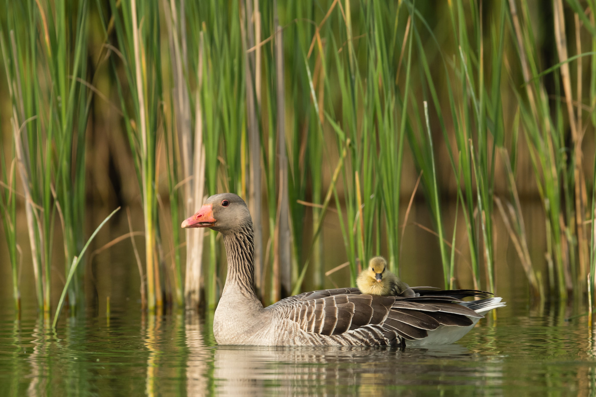 Genieten van jonge dieren - Roots magazine