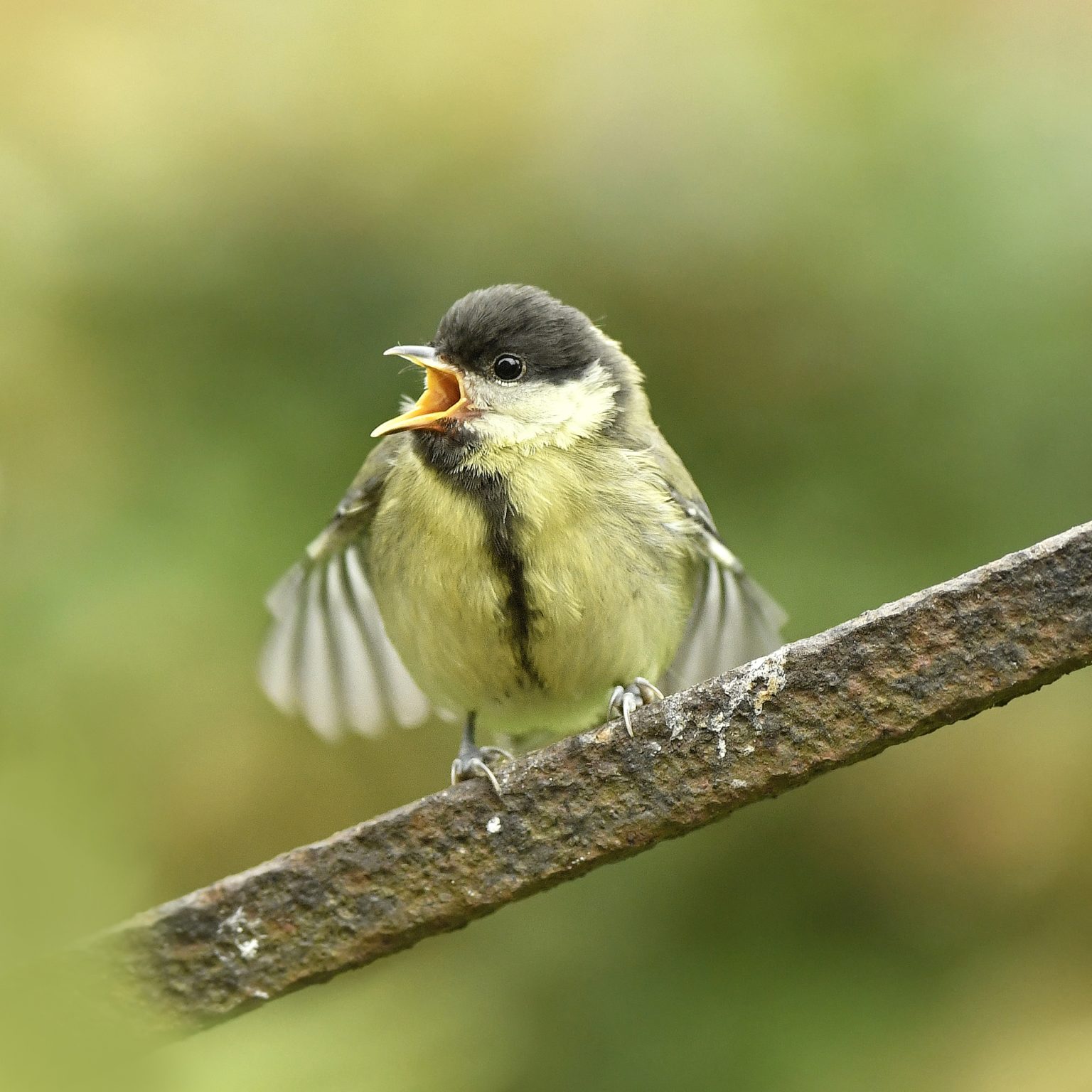 De koolmees: alles wat je erover wilt weten
