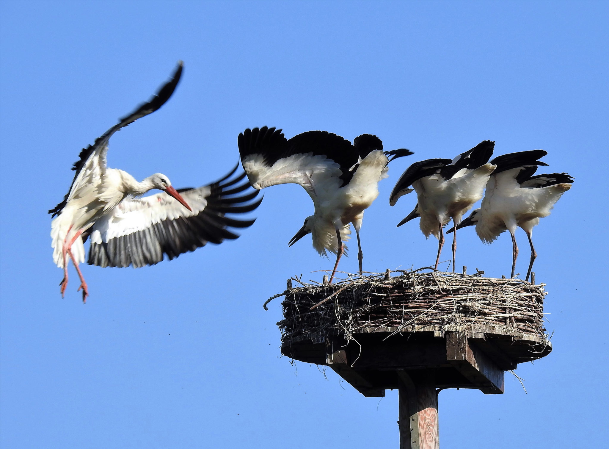 Genieten van jonge dieren - Roots magazine